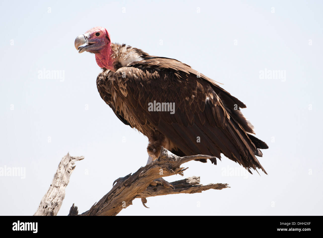 Lappet faced vulture in tree hi-res stock photography and images - Alamy