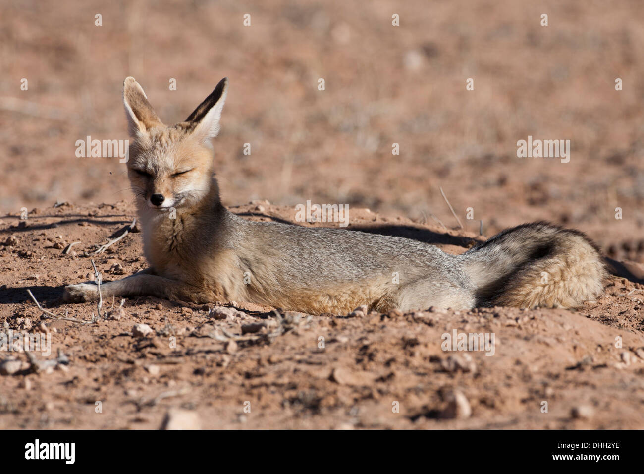 Cape Fox (vulpes chama) in the Kalahari desert, South Africa Stock ...