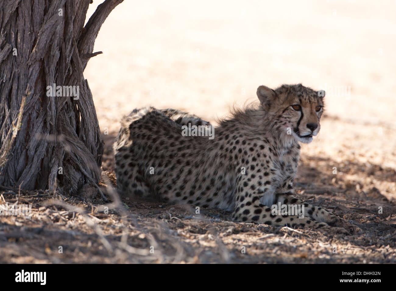 Young cheetah in shade hi-res stock photography and images - Alamy