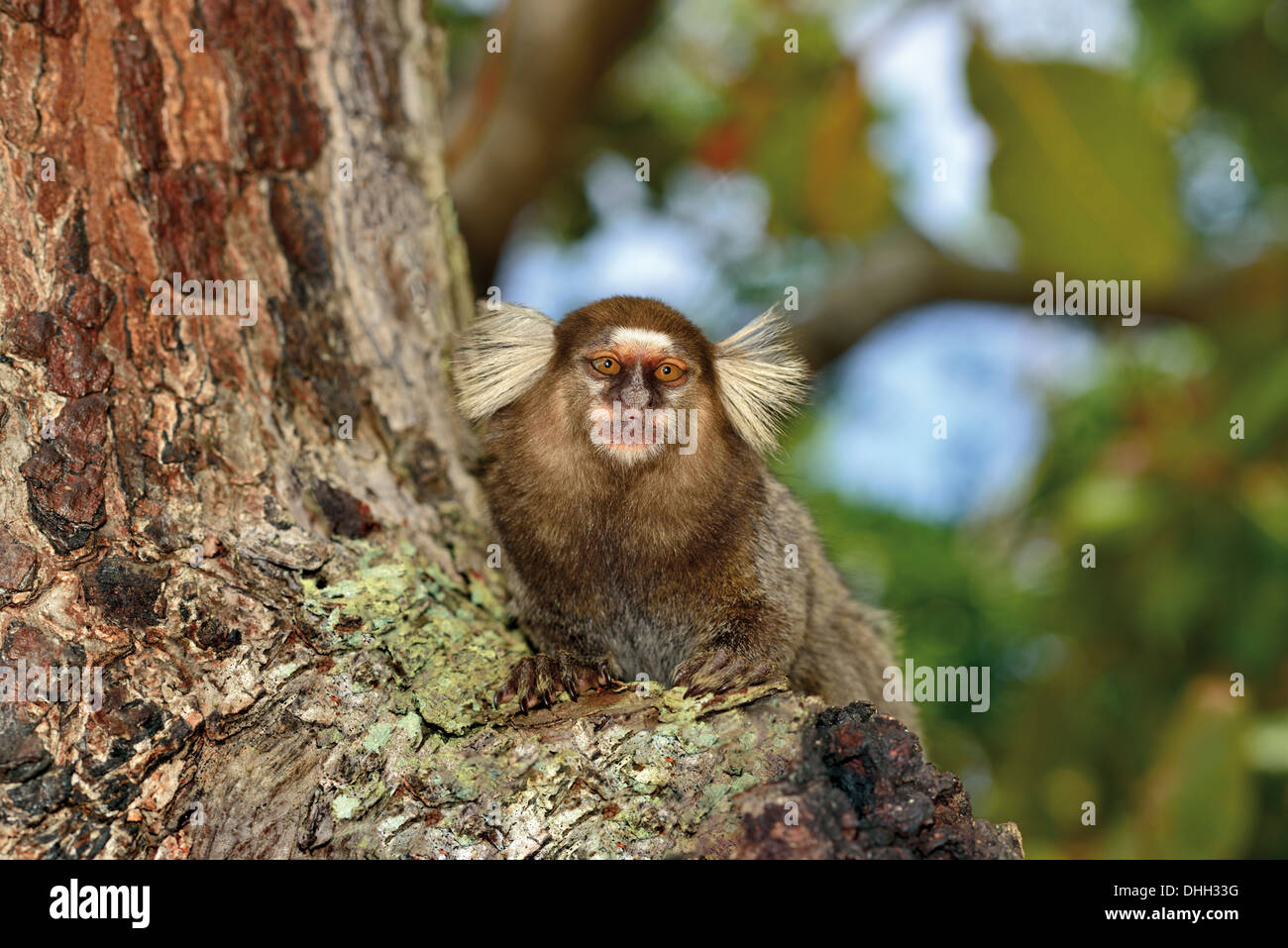 Marmoset monkey in a tree hi-res stock photography and images - Alamy
