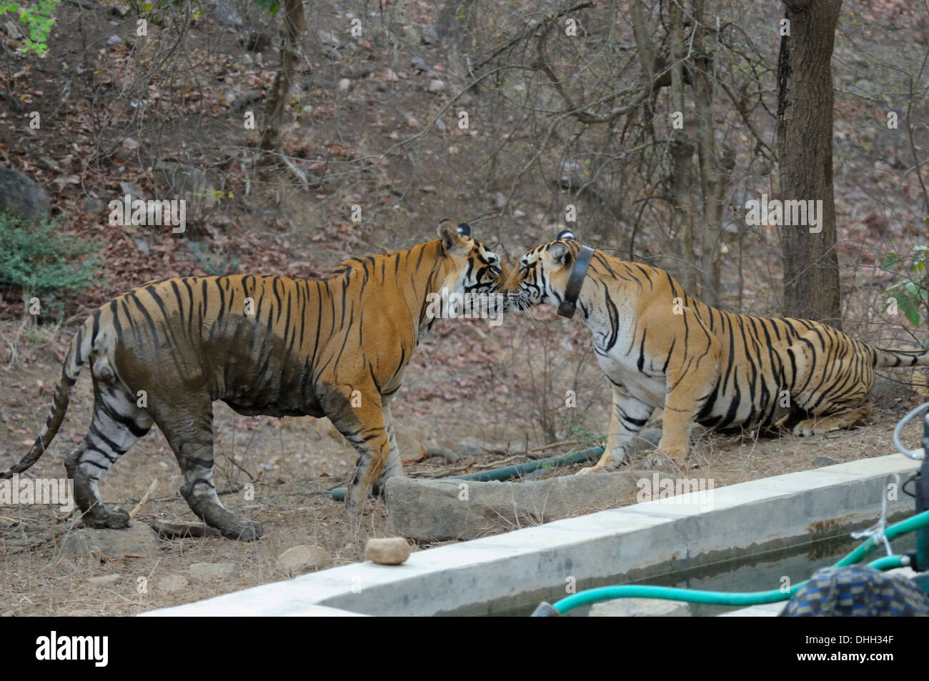 A pair of mating tigers courting near a man made waterhole in ...