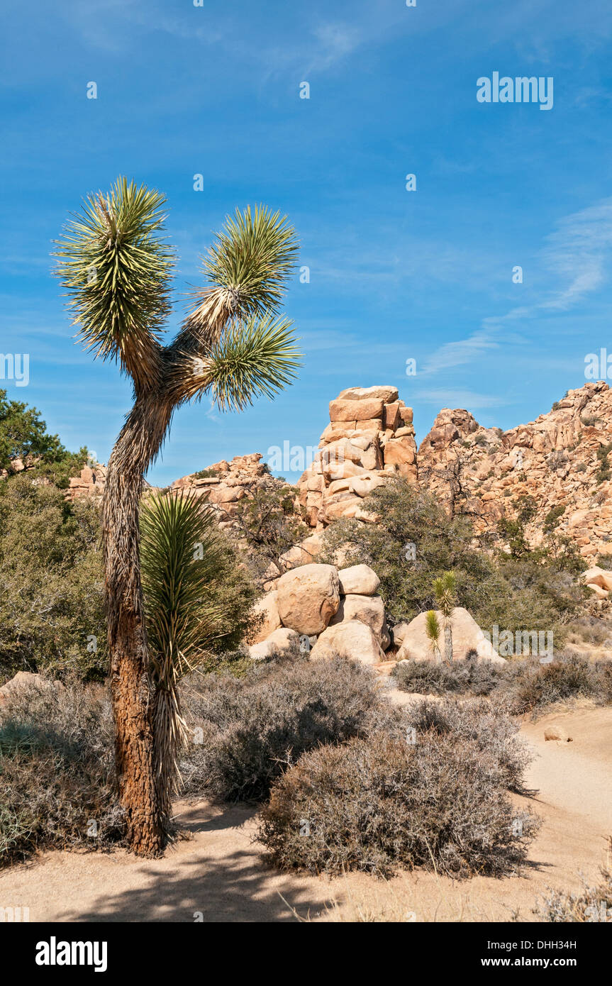 Yucca tree hi-res stock photography and images - Alamy