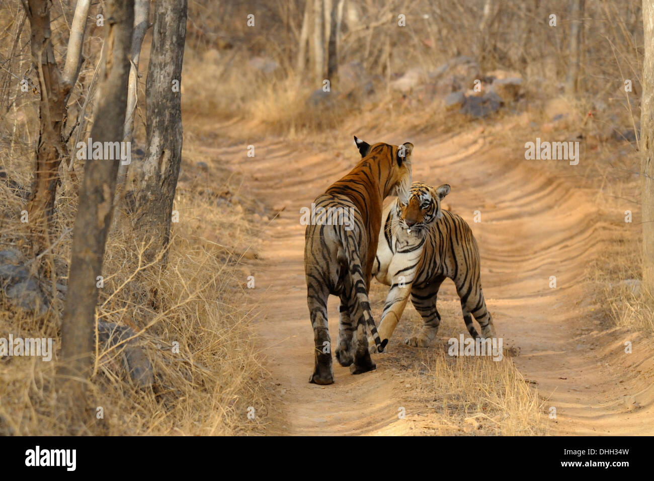 Tigers mating hi-res stock photography and images - Alamy