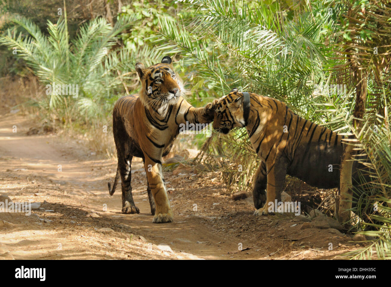 A pair of mating tigers courting in Ranthambhore Stock Photo - Alamy