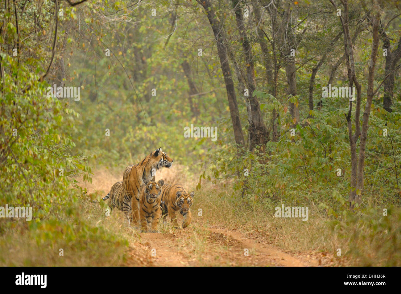 Tiger cubs hunting hi-res stock photography and images - Alamy