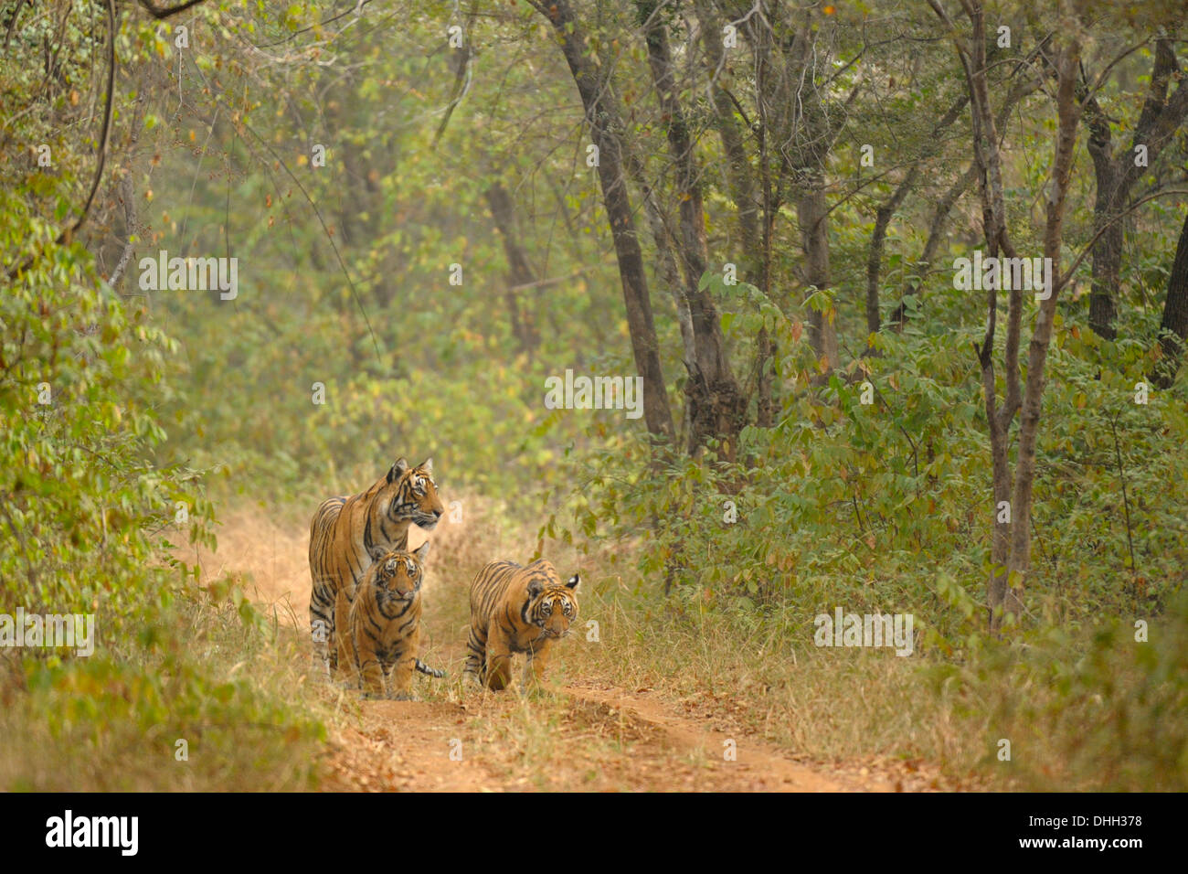 Tiger cubs hunting hi-res stock photography and images - Alamy