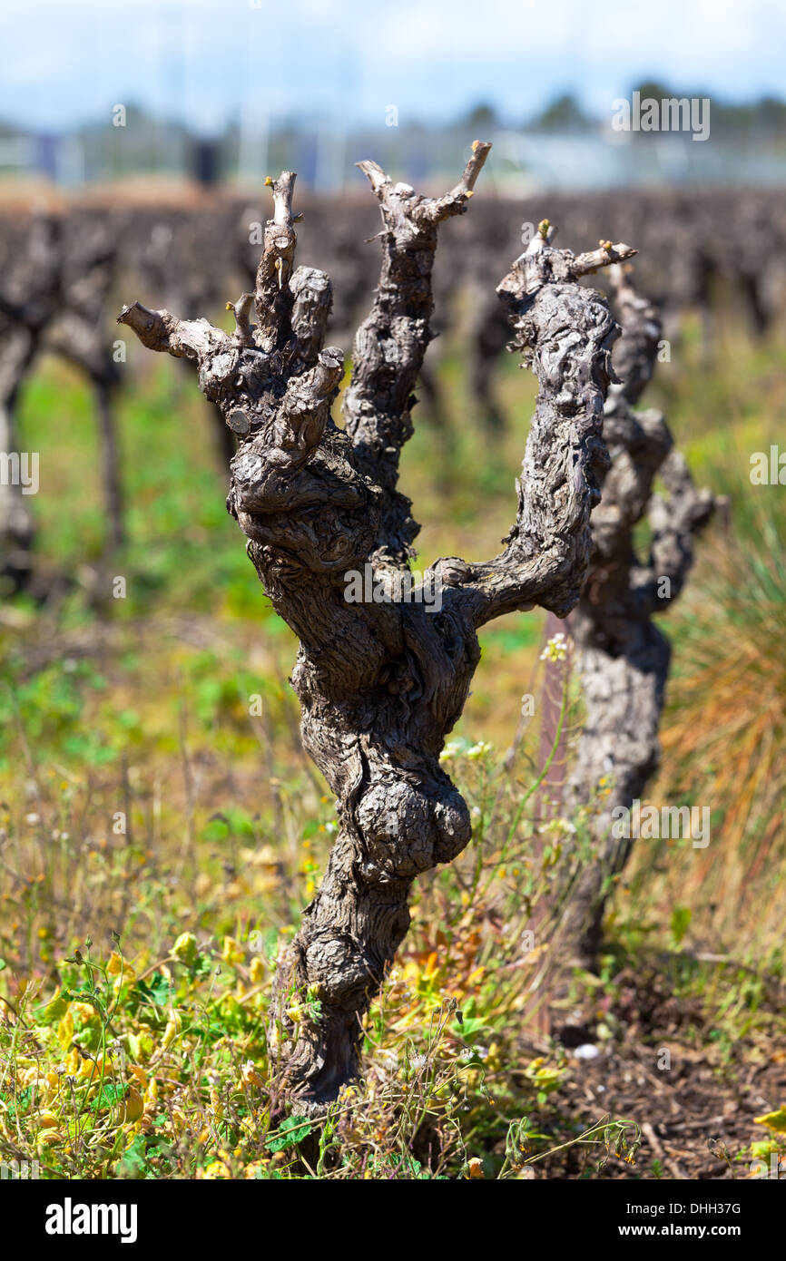 Gnarled vine hi-res stock photography and images - Alamy