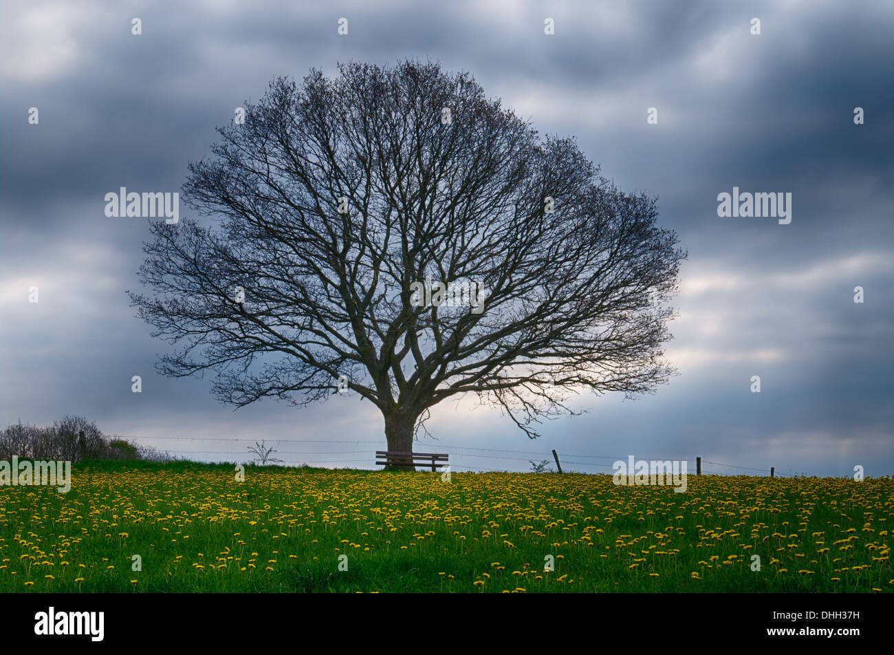 Spring feeling nature Stock Photo - Alamy