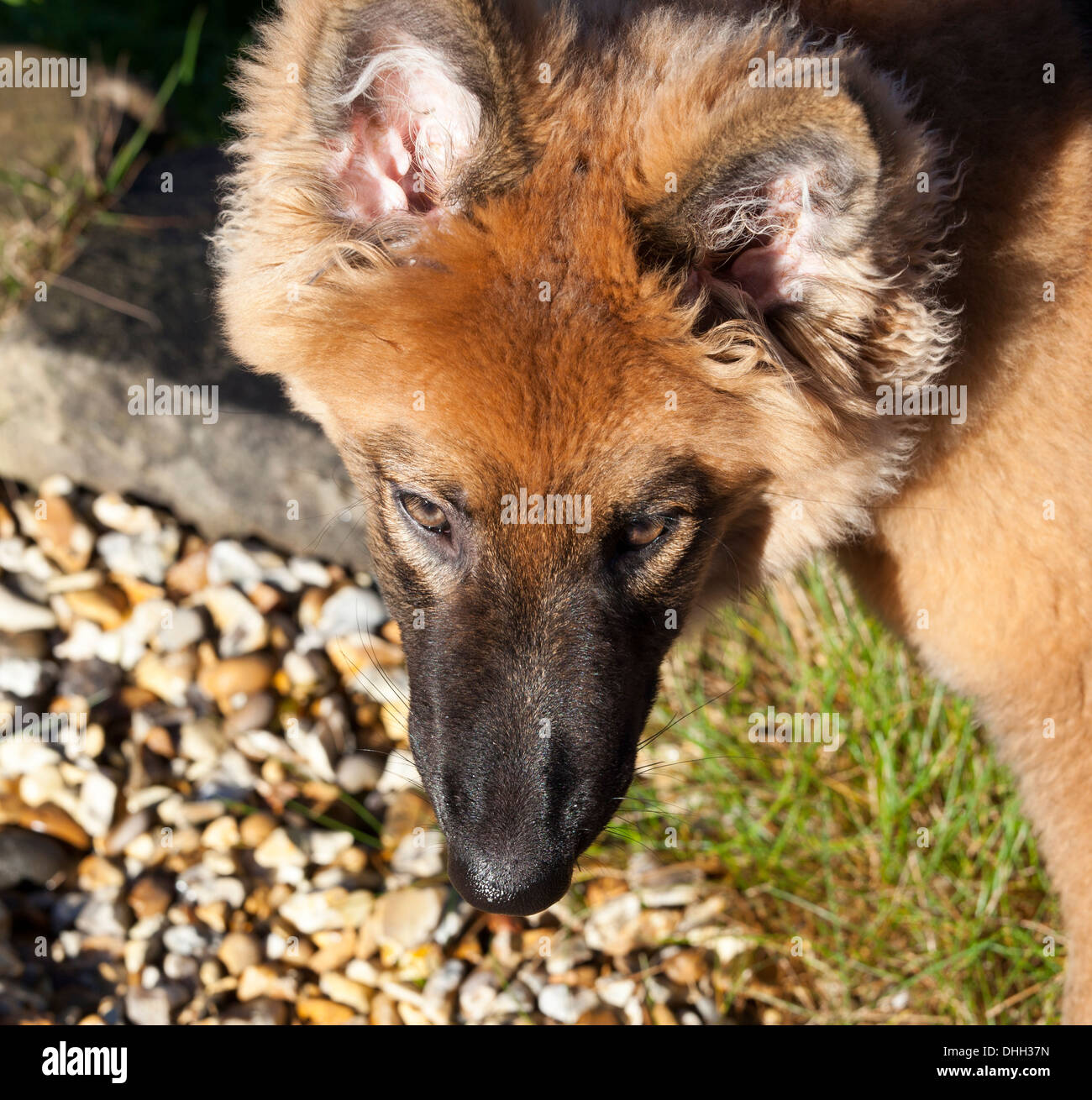 Alsatian head hi-res stock photography and images - Alamy