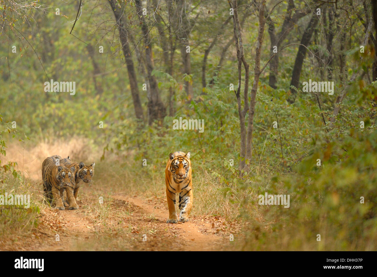 Tiger cubs hunting hi-res stock photography and images - Alamy