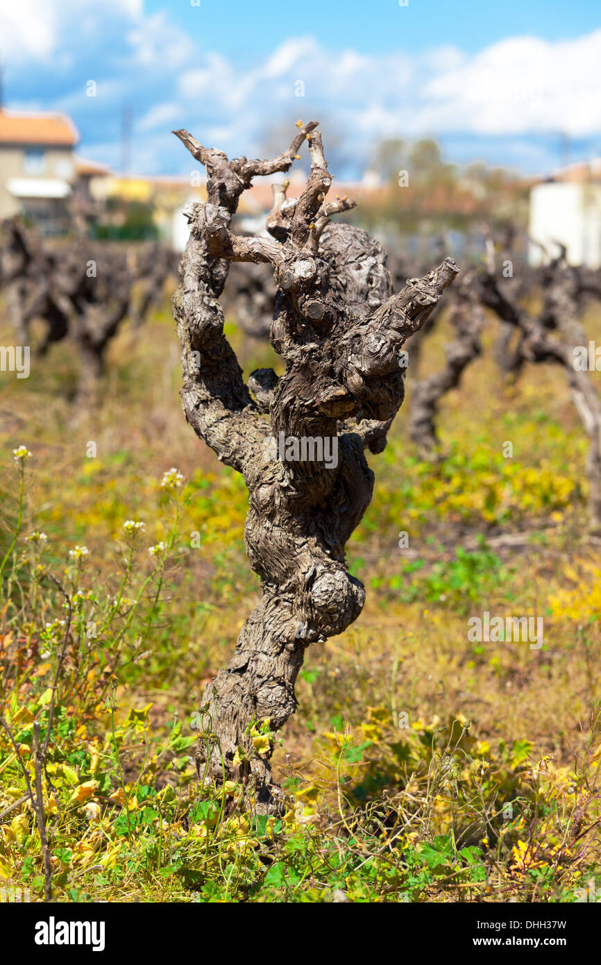 Gnarled vine hi-res stock photography and images - Alamy