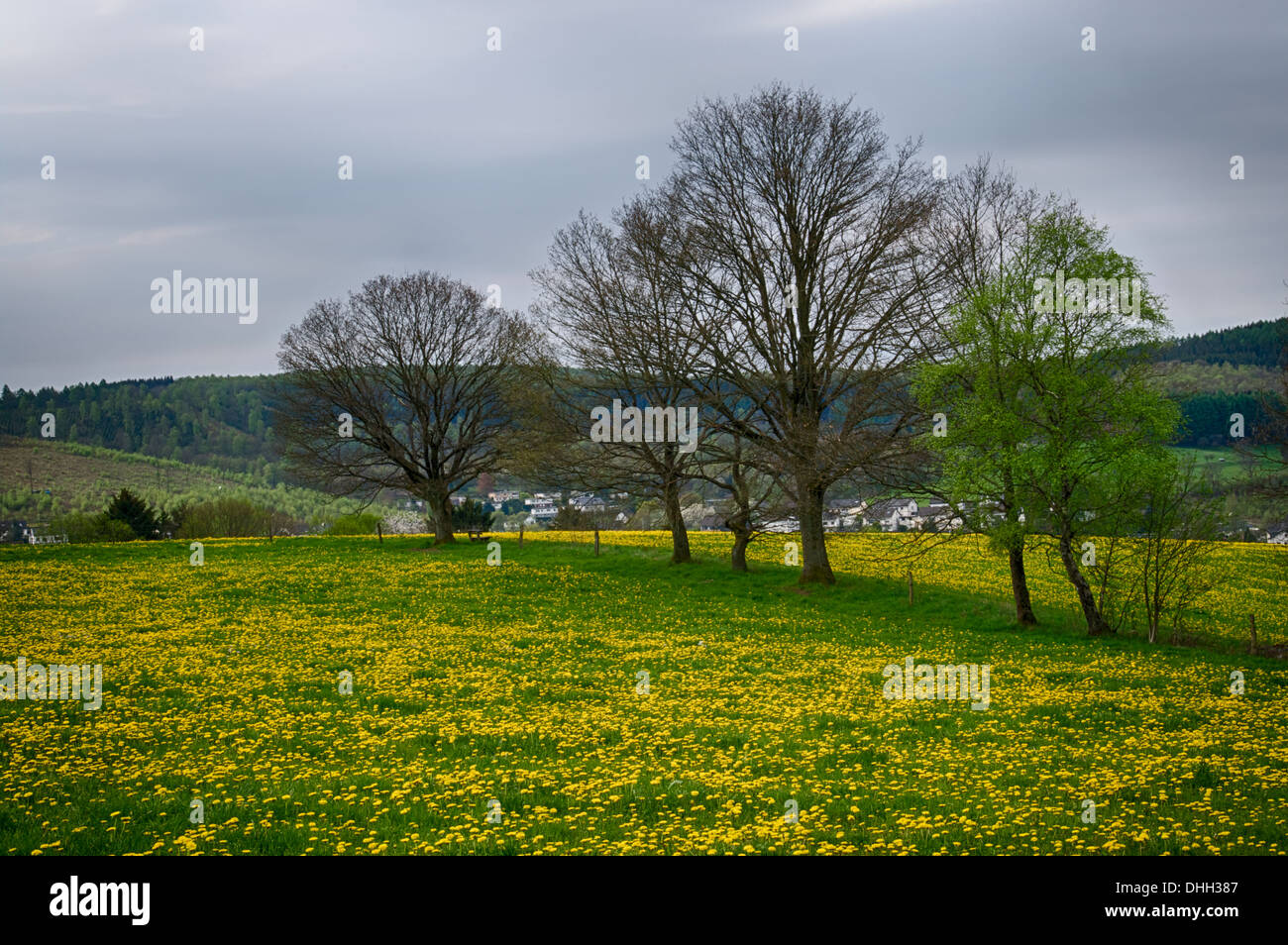 Wiese spring hi-res stock photography and images - Alamy