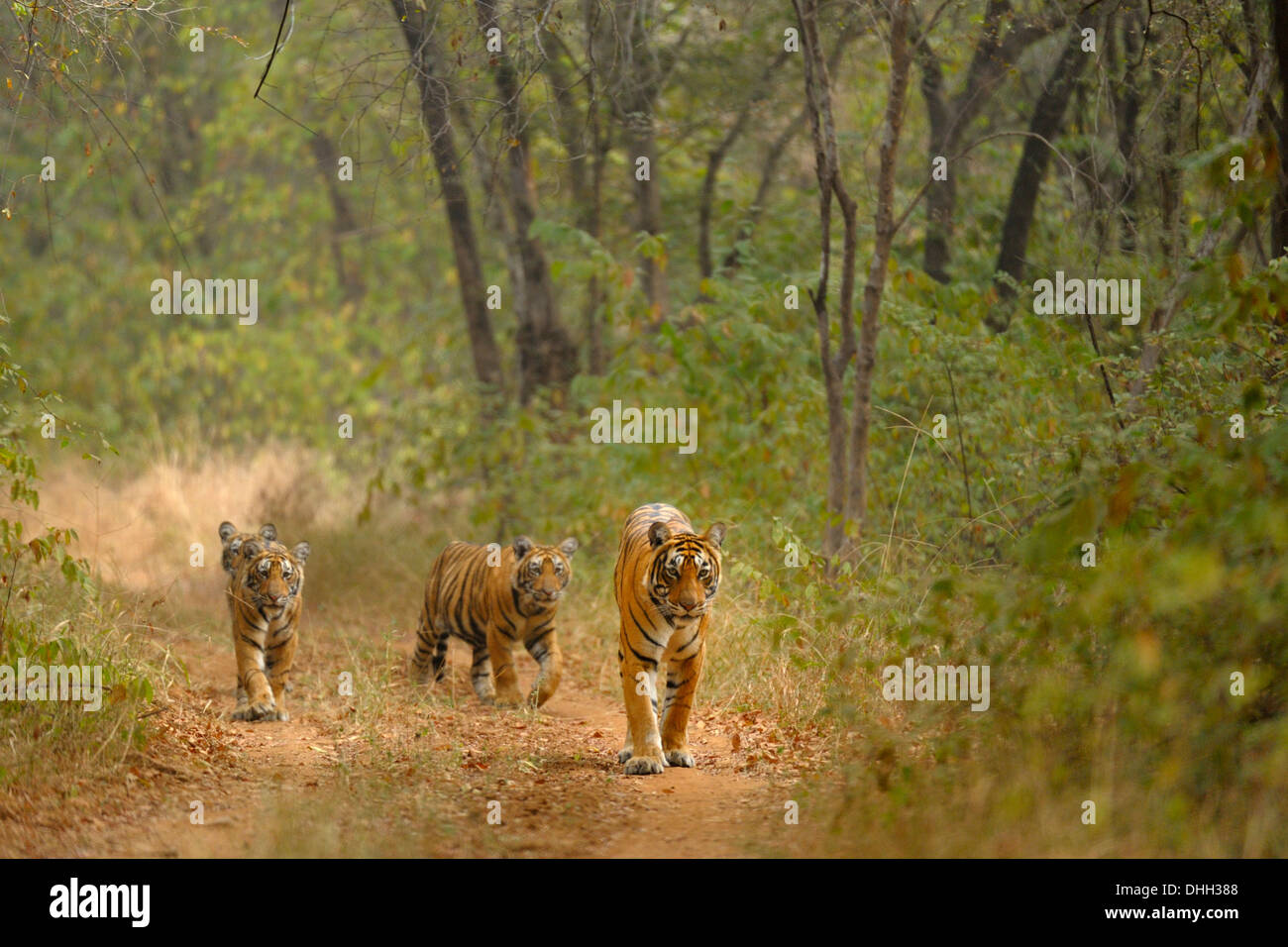 Tiger cubs hunting hi-res stock photography and images - Alamy