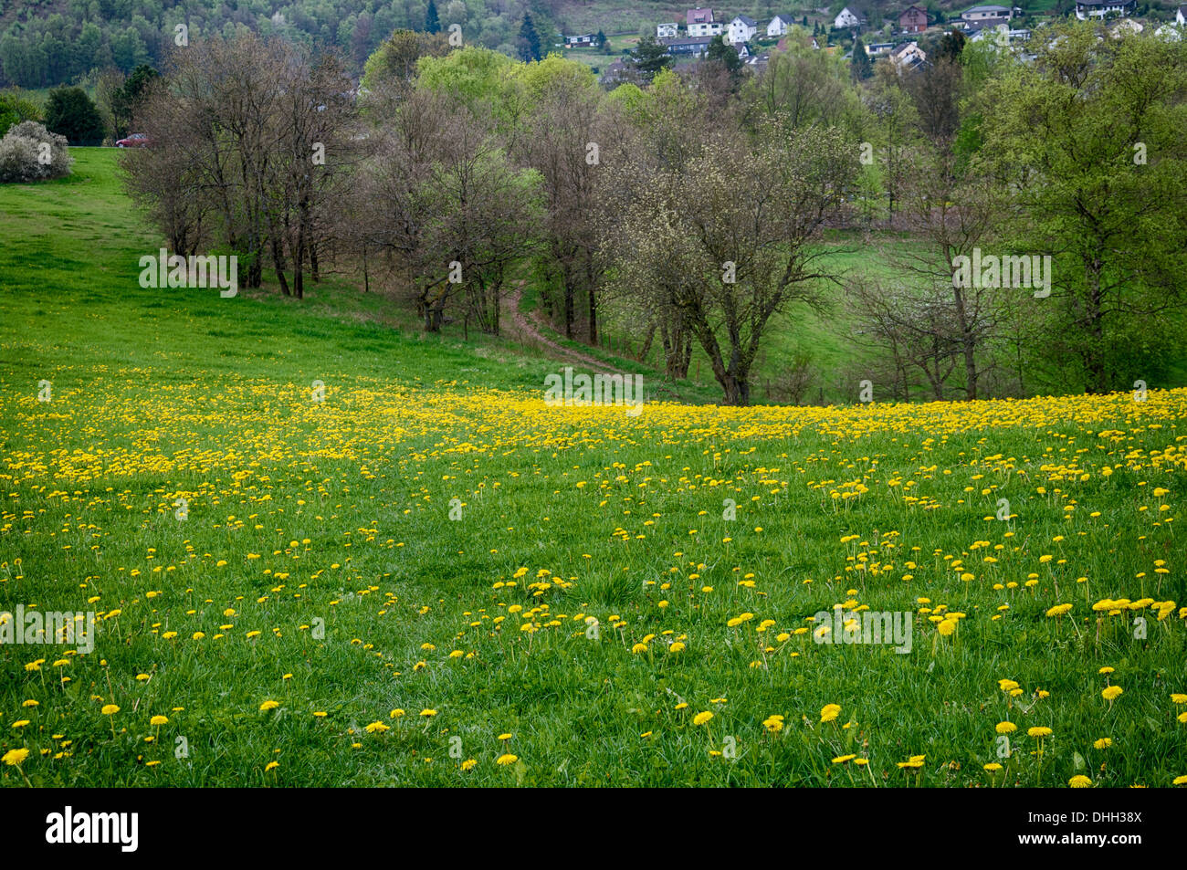 Wiese spring hi-res stock photography and images - Alamy