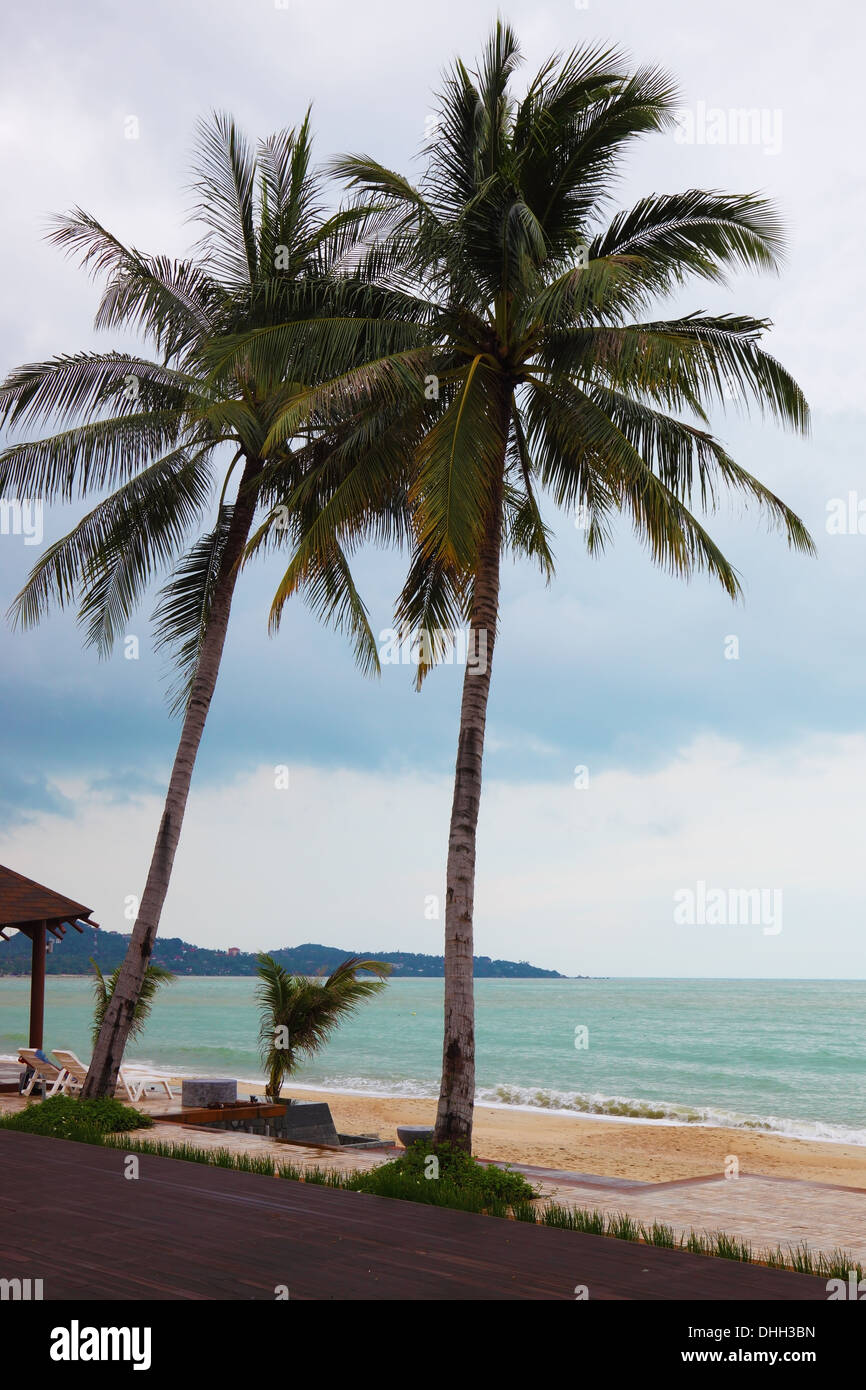 High green palm trees hi-res stock photography and images - Alamy