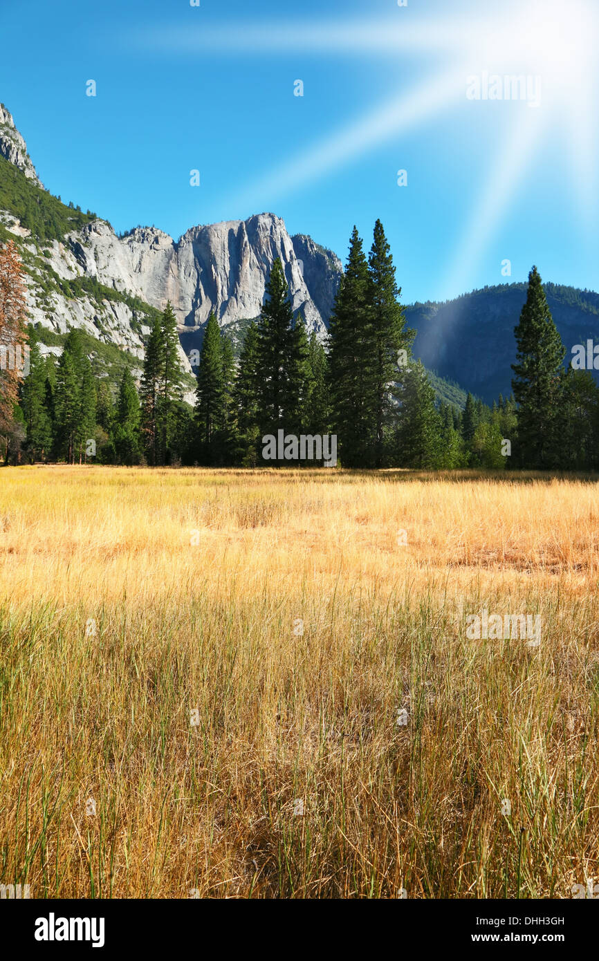 Yellow mountain pine hi-res stock photography and images - Alamy