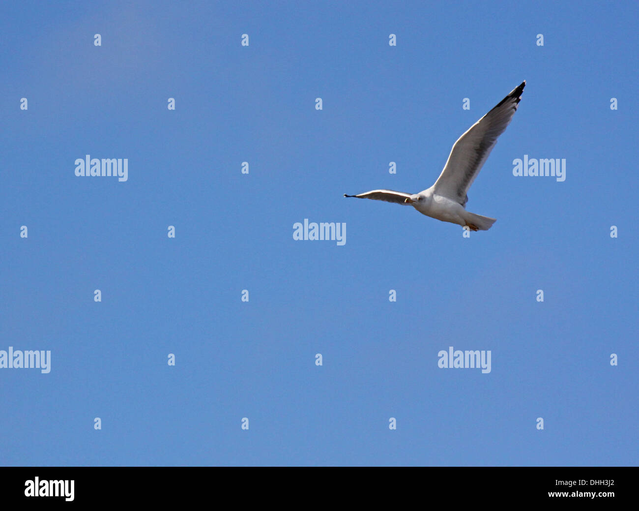 Blue fauna hi-res stock photography and images - Alamy