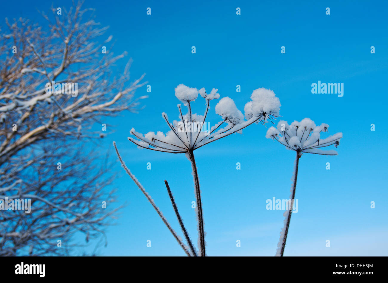 Winter scene .Frozenned flower Stock Photo - Alamy