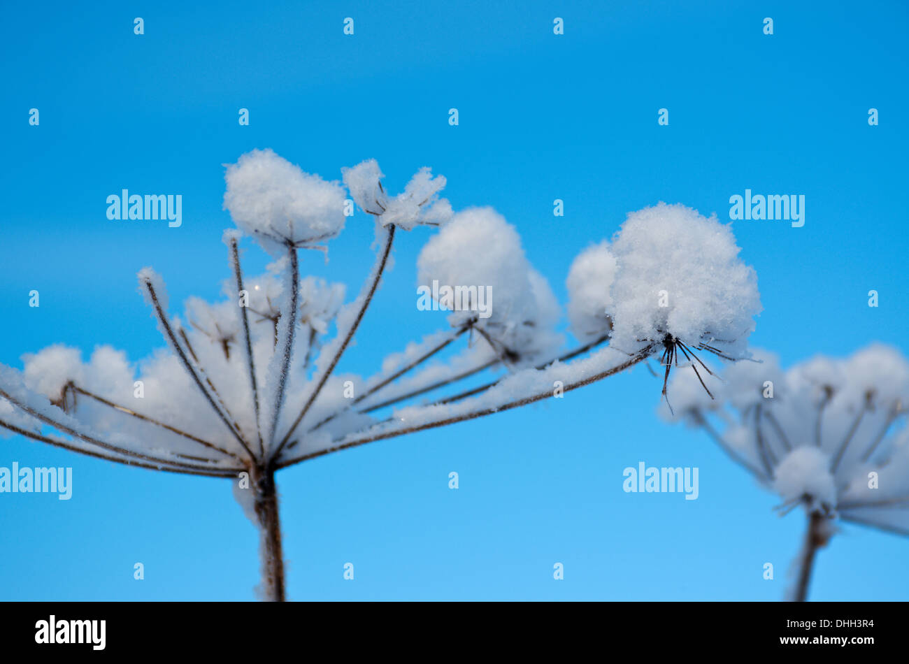Winter scene .Frozenned flower Stock Photo - Alamy