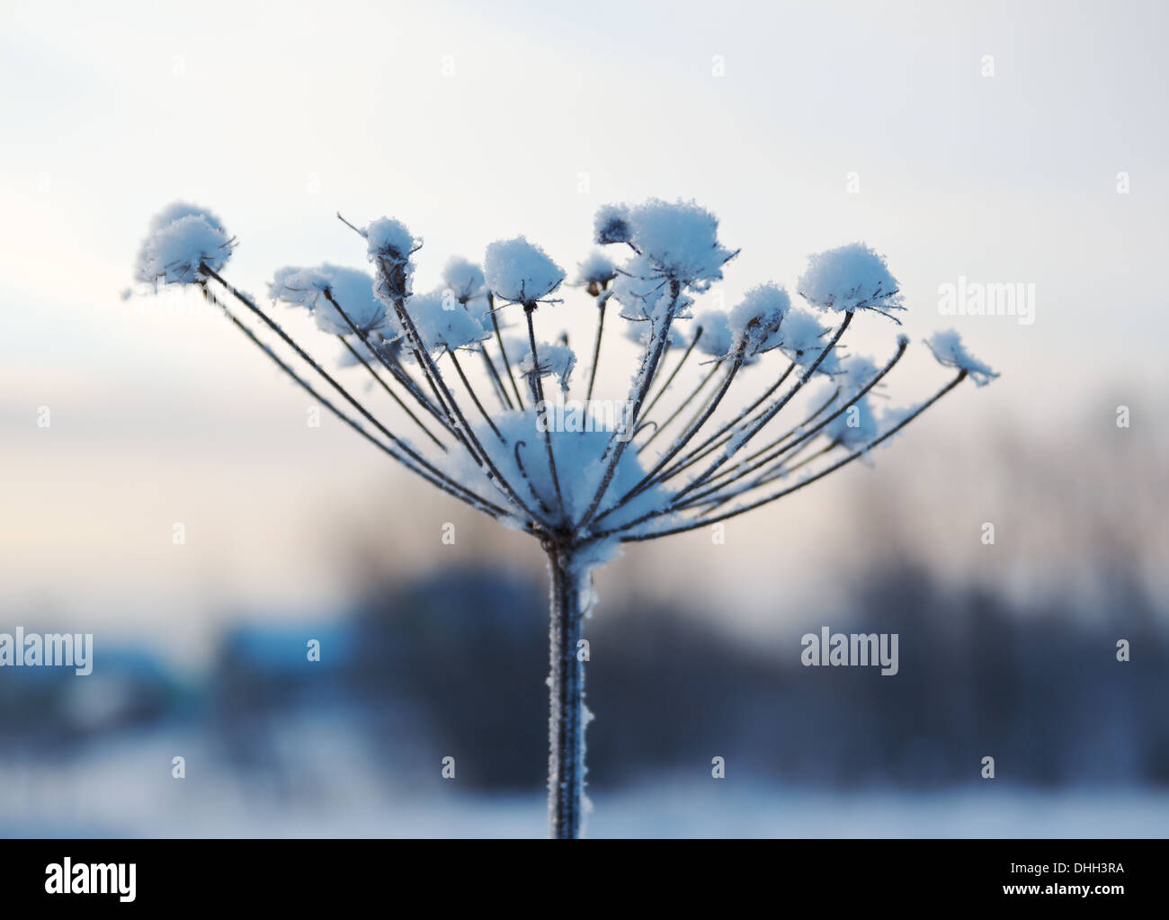 Winter scene .Frozenned flower Stock Photo - Alamy
