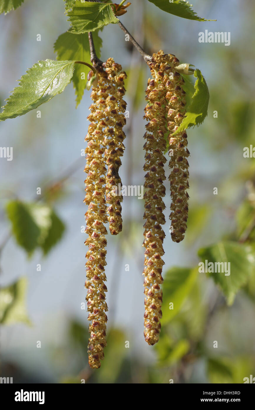 Hangebirken High Resolution Stock Photography and Images - Alamy