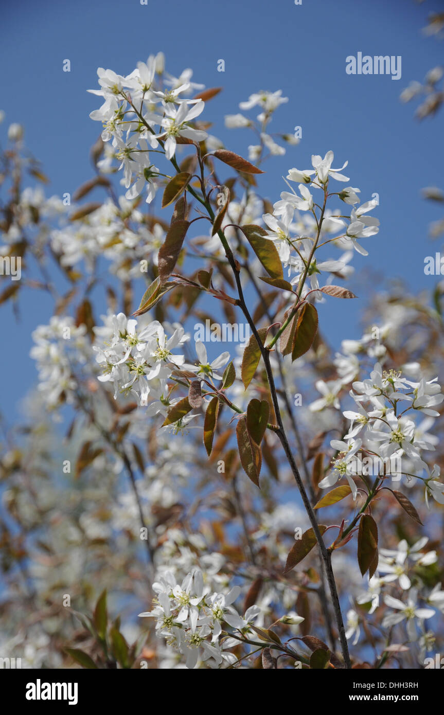 Amelanchier lamarckii frucht hi-res stock photography and images - Alamy