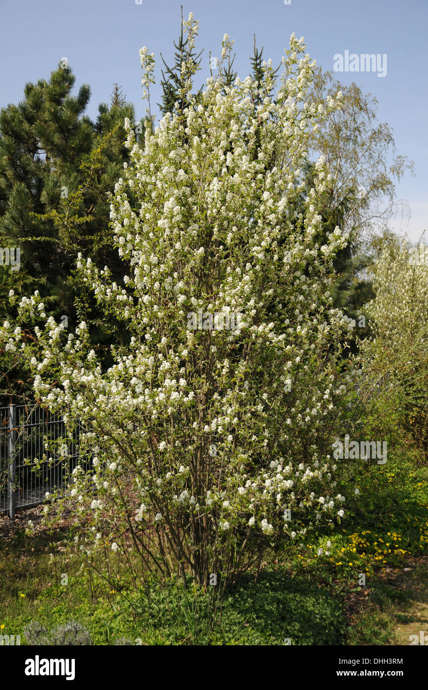 Snowy mespilus hi-res stock photography and images - Alamy