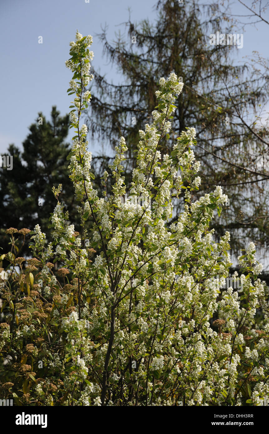 Gewohnliche felsenbirne hi-res stock photography and images - Alamy