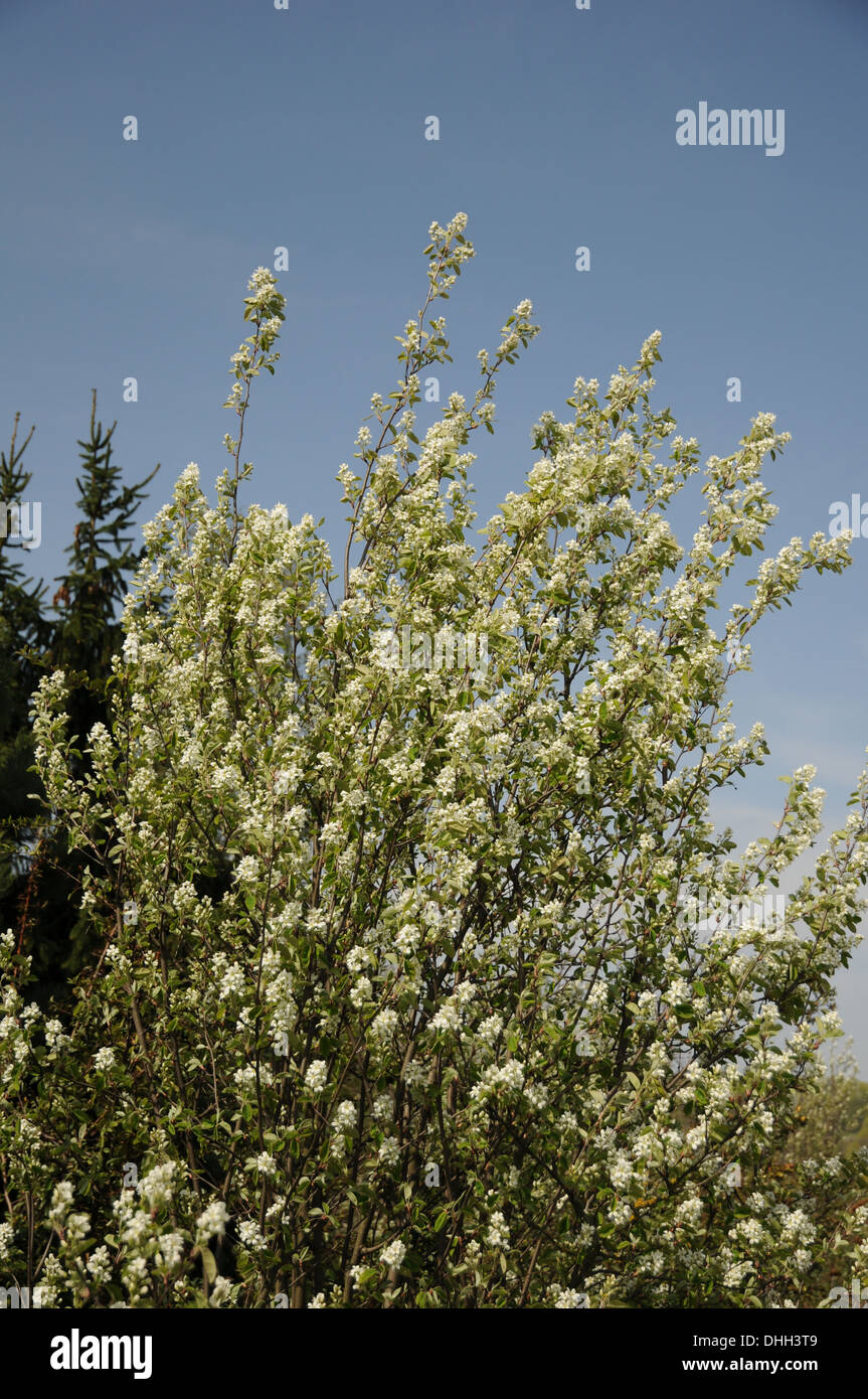 Gewohnliche felsenbirne hi-res stock photography and images - Alamy