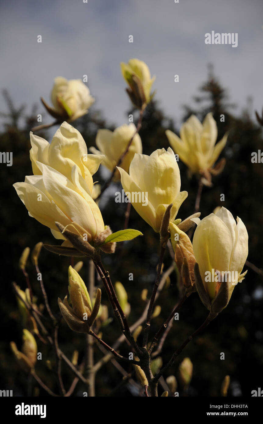 Magnolien strauch hi-res stock photography and images - Alamy