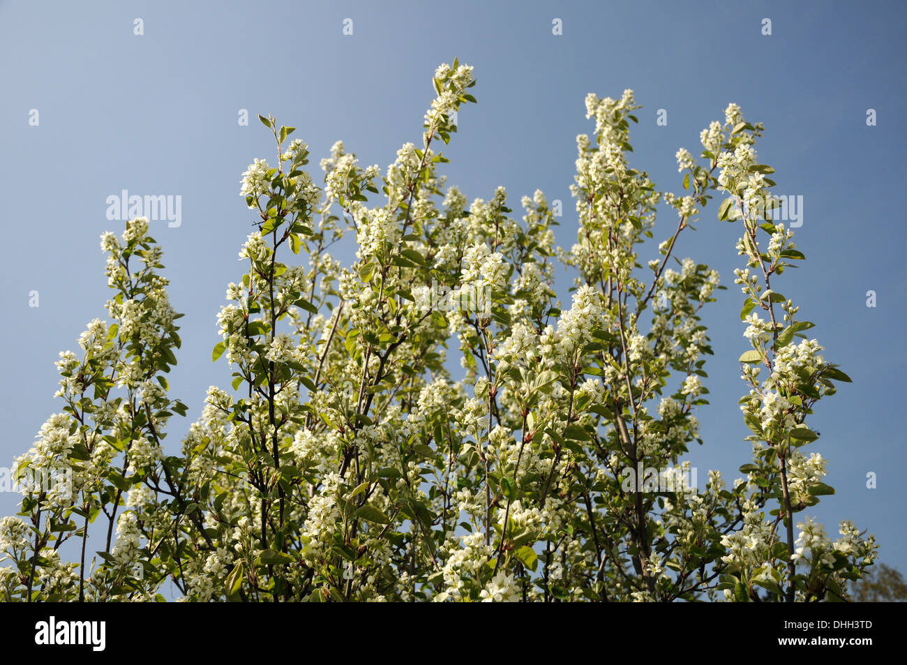 Fruc hi-res stock photography and images - Alamy