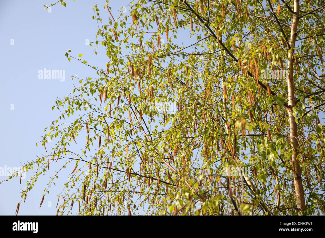 Hangebirken hi-res stock photography and images - Alamy
