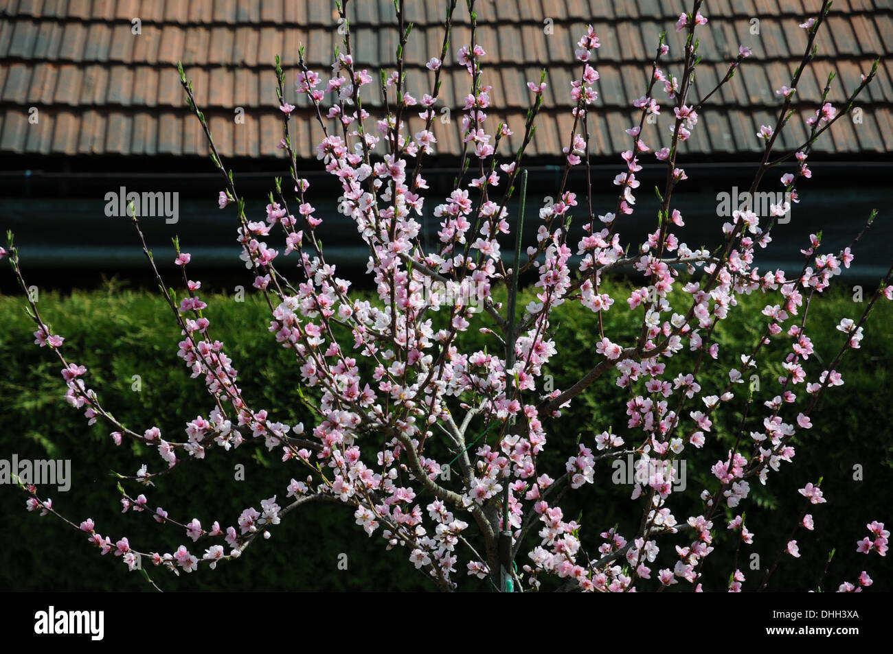 Flowering peach tree Stock Photo - Alamy