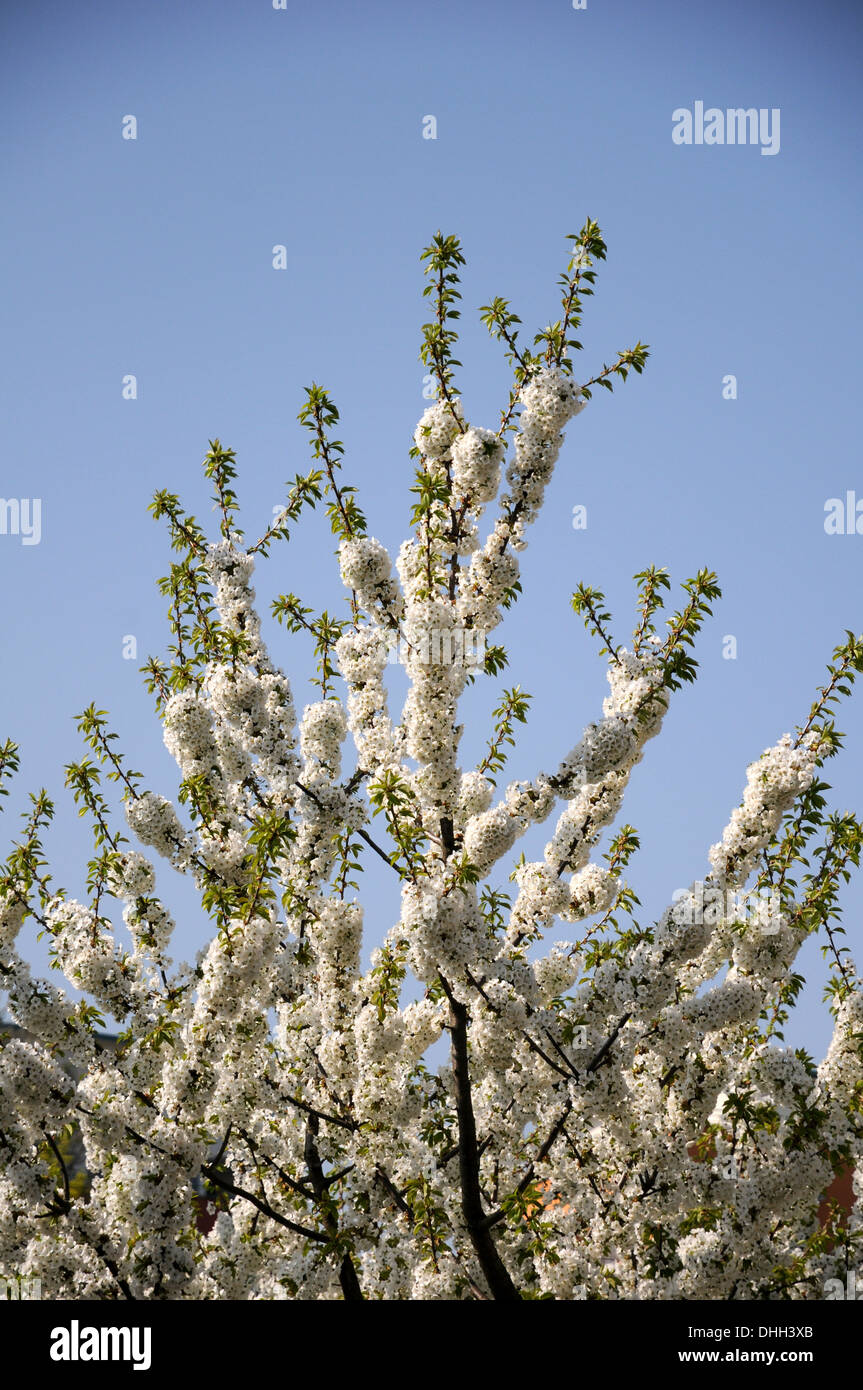Sweet cherry tree Stock Photo - Alamy