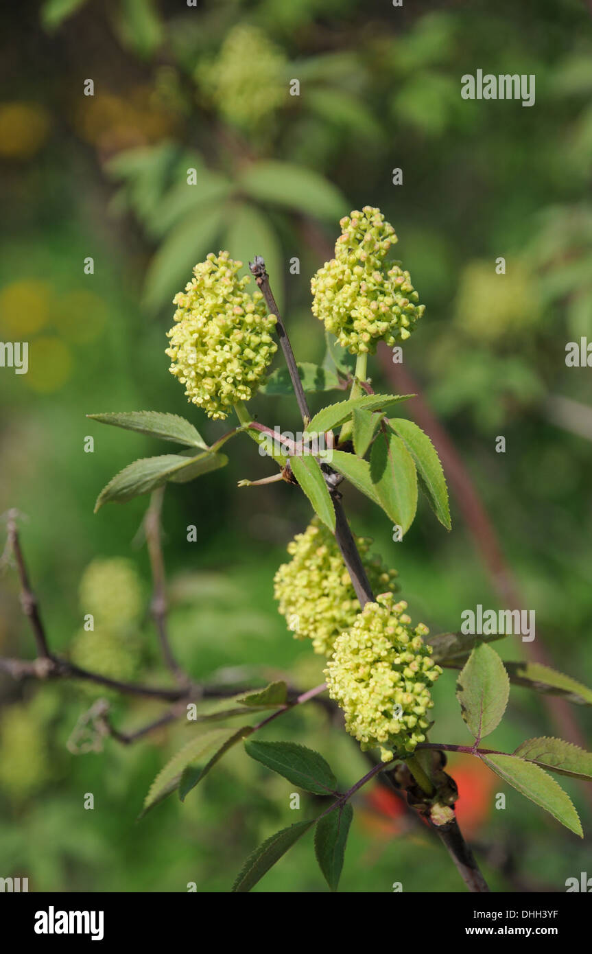 Elderberry shrubs hi-res stock photography and images - Alamy