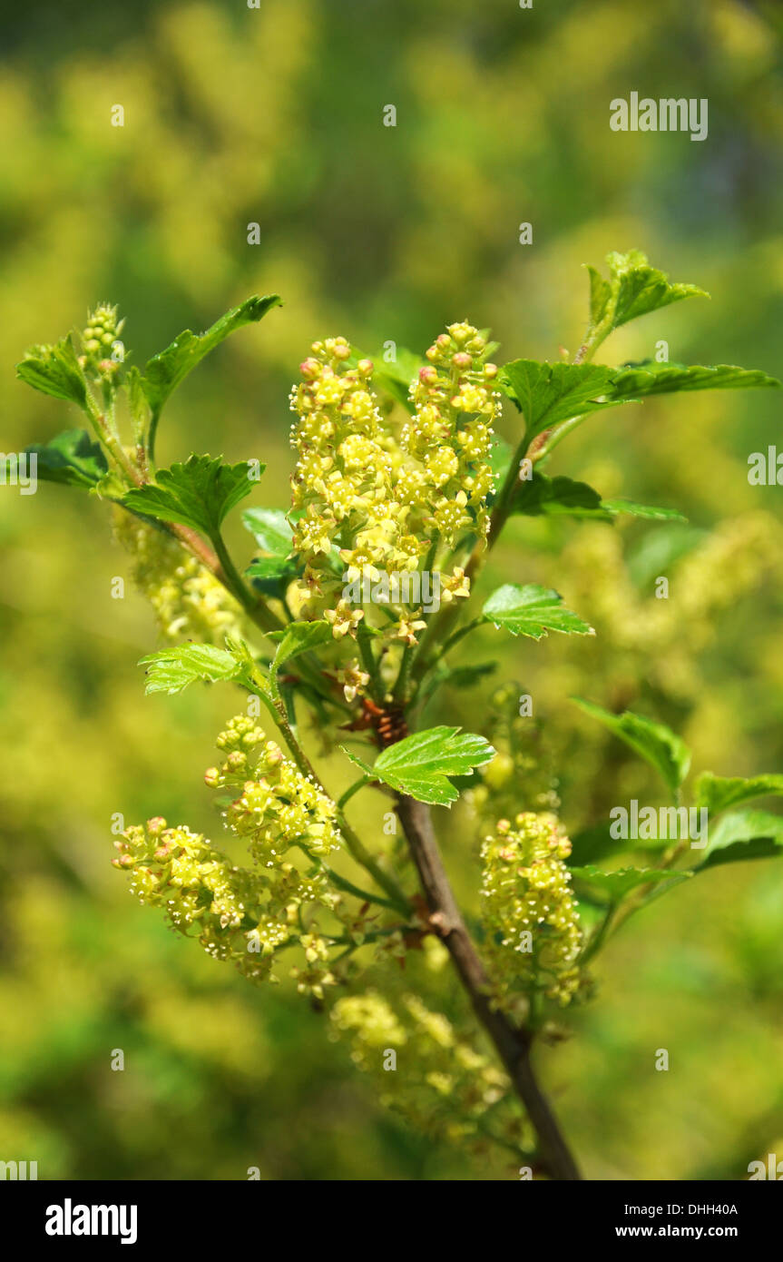 Alpine currant hi-res stock photography and images - Alamy