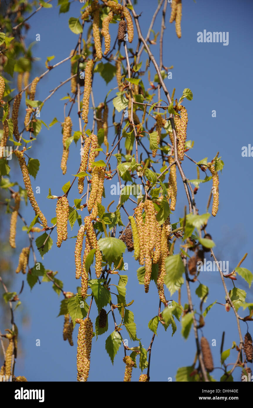 Hangebirken hi-res stock photography and images - Alamy
