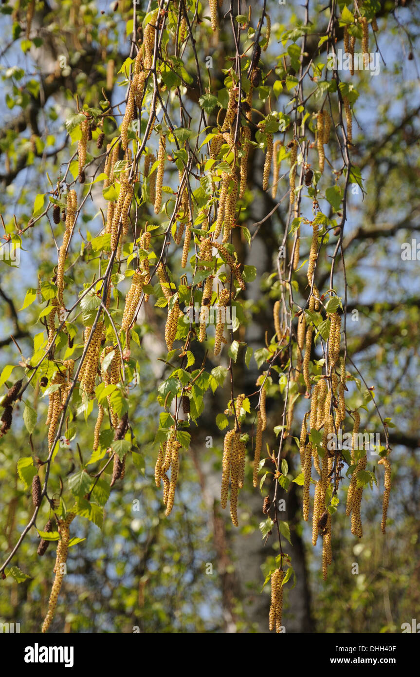 Hangebirken hi-res stock photography and images - Alamy