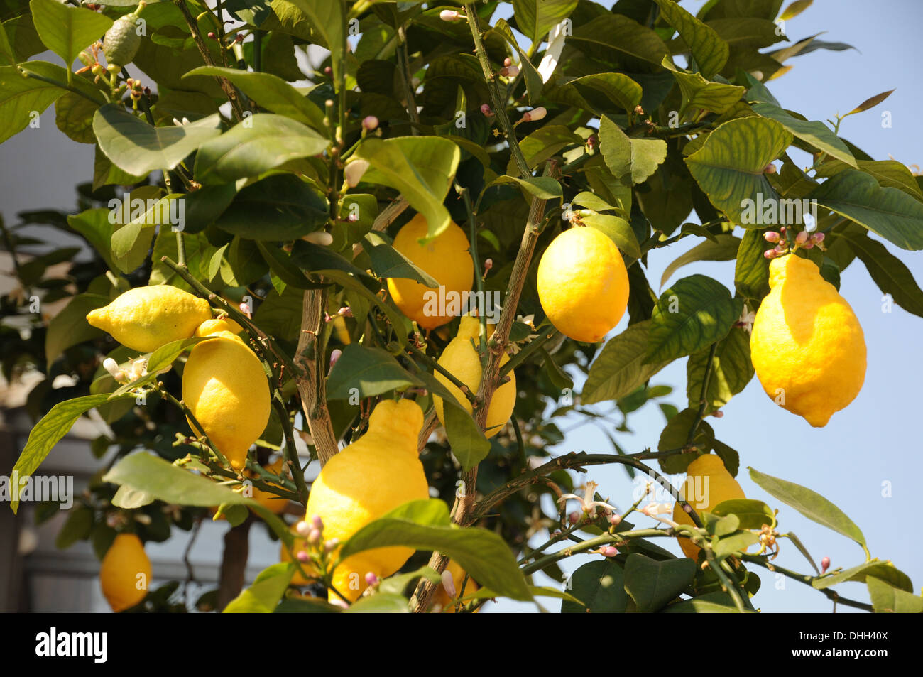Lemon tree hi-res stock photography and images - Alamy