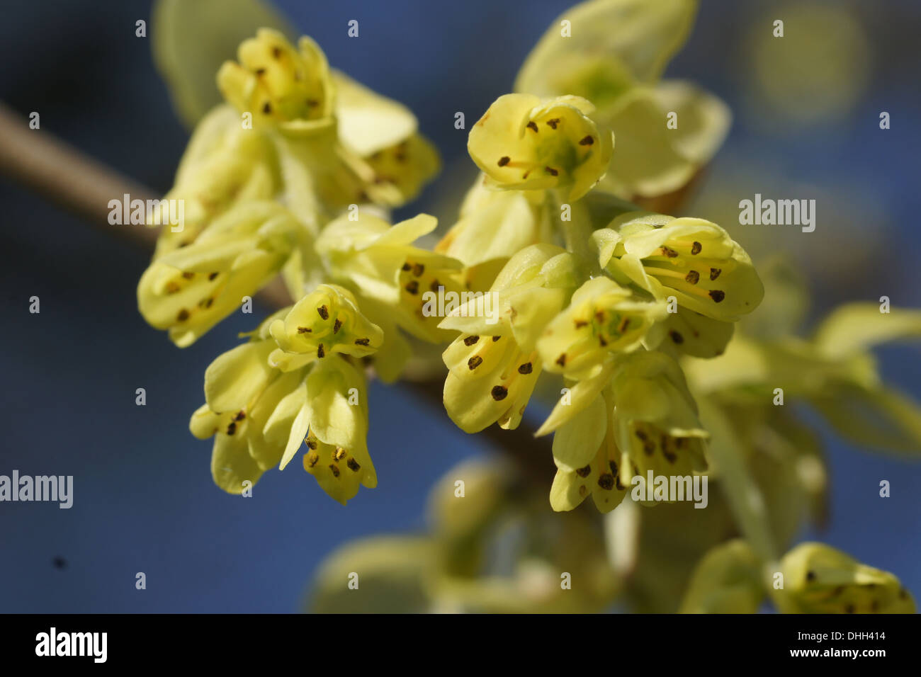 Winterhazel hi-res stock photography and images - Alamy