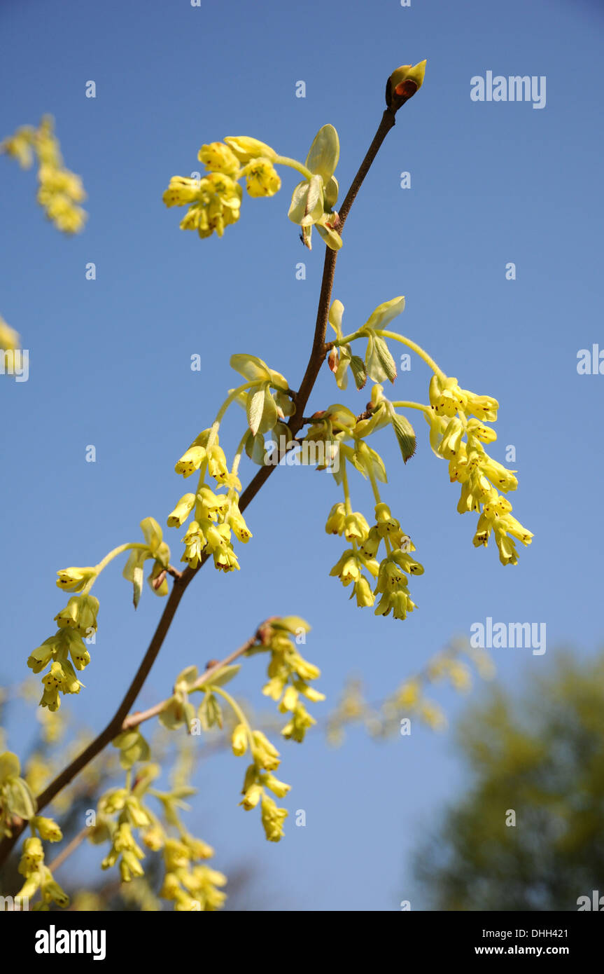Winterhazel hi-res stock photography and images - Alamy