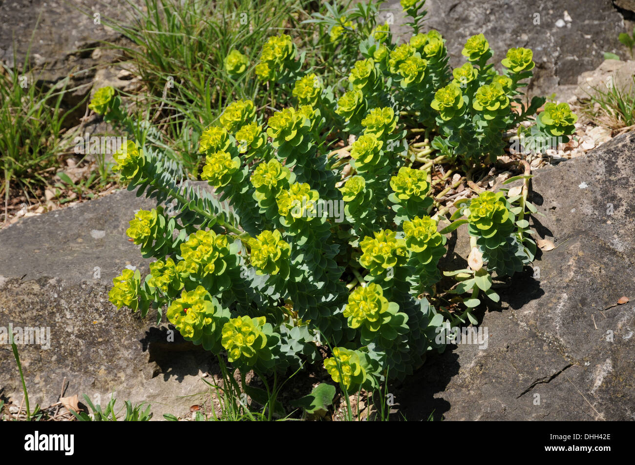 Pictures Of Spurge | 2,131 Leafy Spurge Stock Photos, High-Res Pictures ...