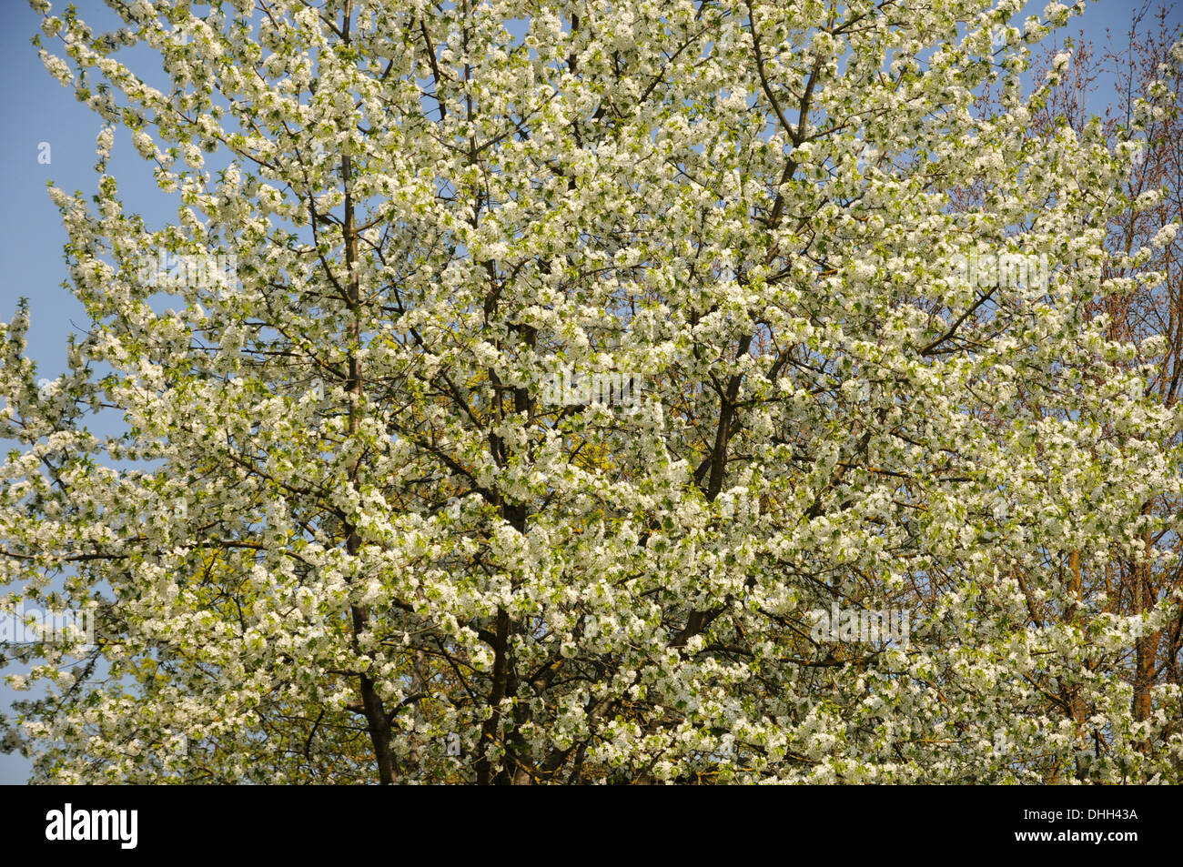 Sweet cherry tree Stock Photo - Alamy
