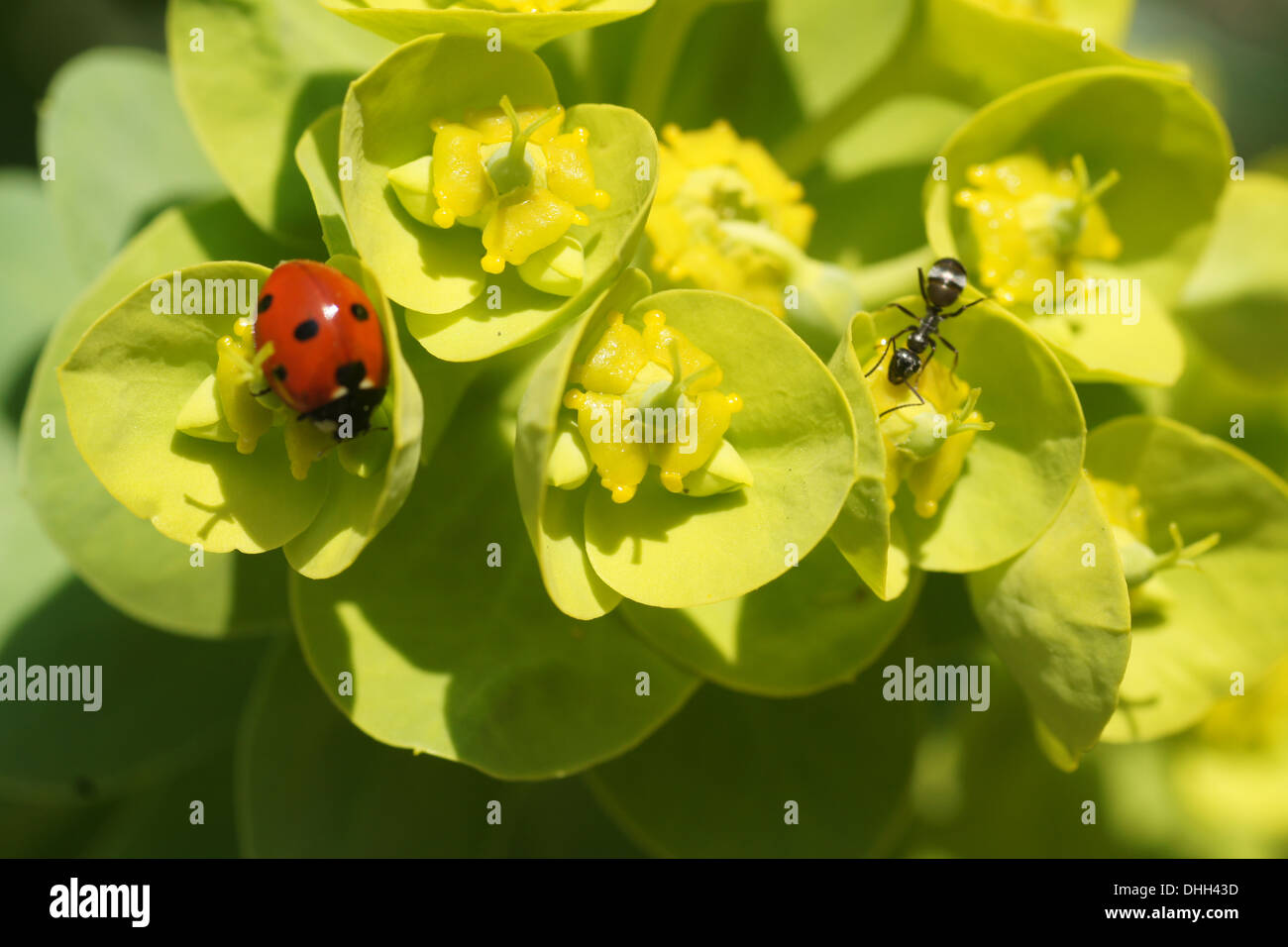 Ladybird beetles ant hi-res stock photography and images - Alamy