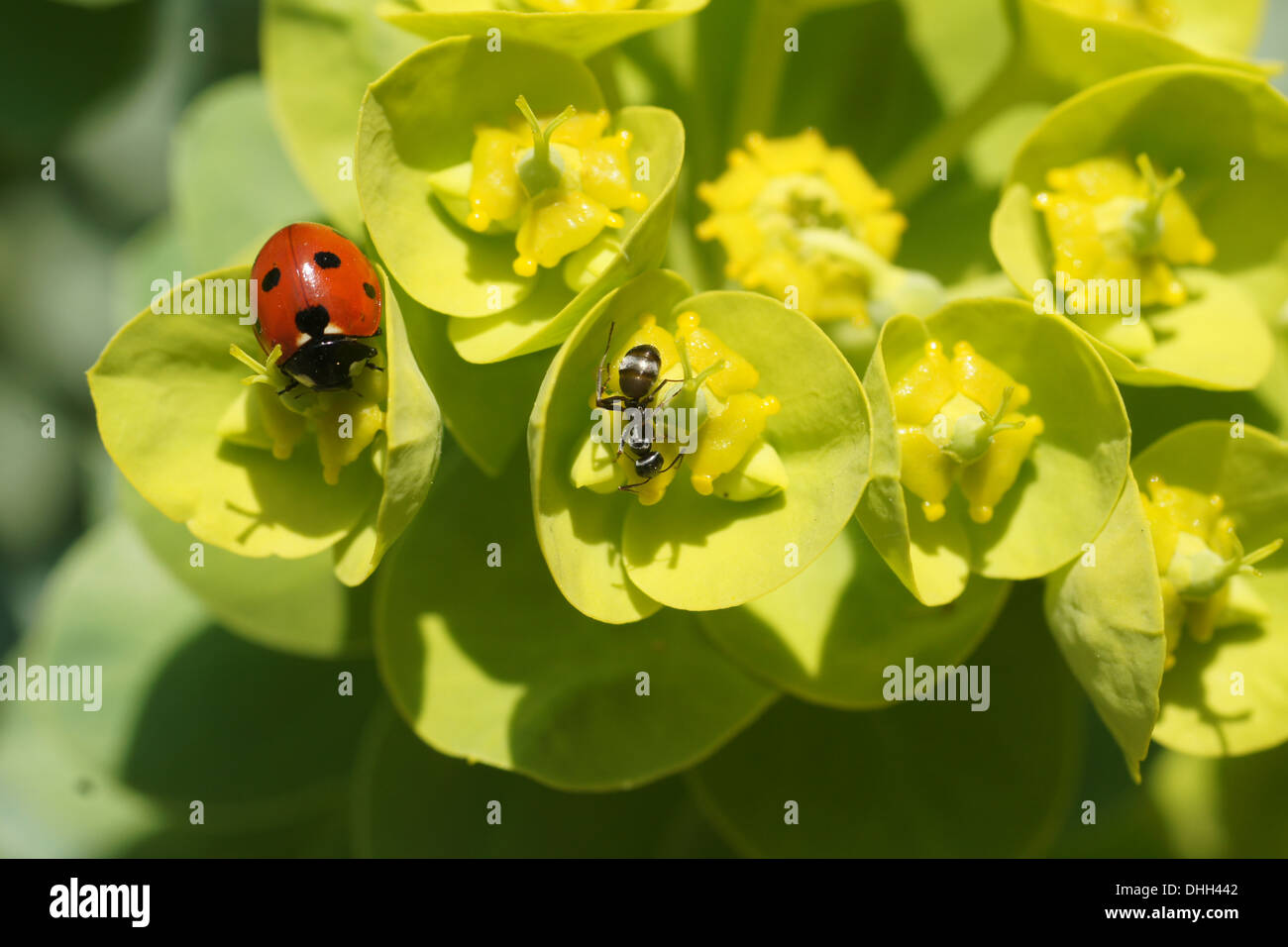 Ladybird beetles ant hi-res stock photography and images - Alamy