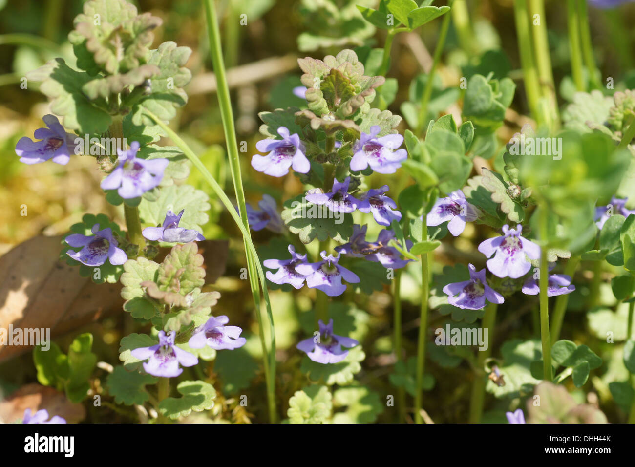Creeping charlie hi-res stock photography and images - Alamy