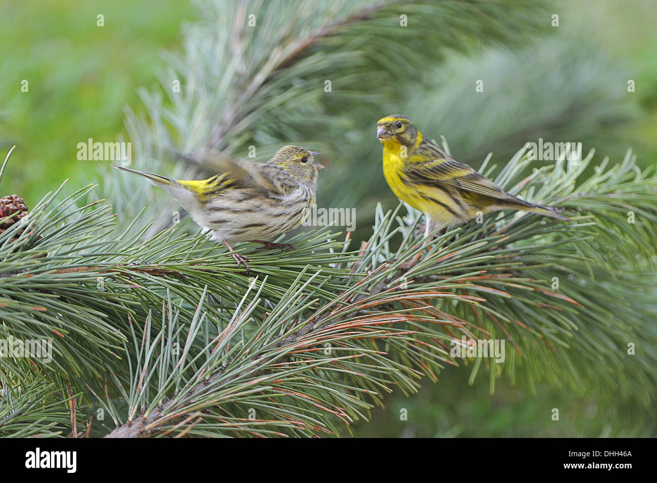 Female serin hi-res stock photography and images - Alamy