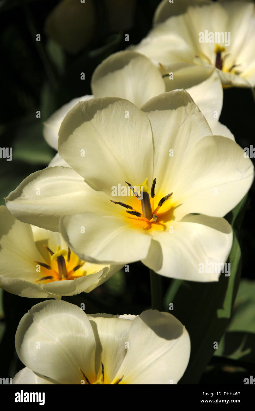 Lily flowering tulip hi-res stock photography and images - Alamy