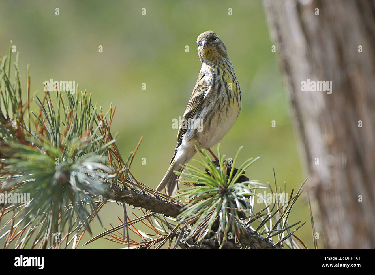 Serin hi-res stock photography and images - Alamy