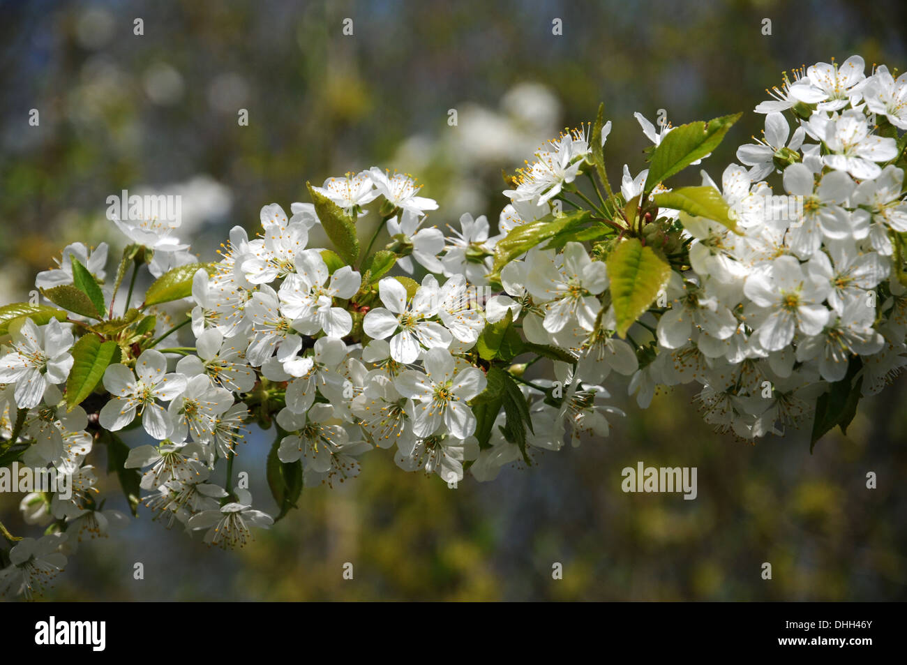 Nature sweet cherry hi-res stock photography and images - Alamy